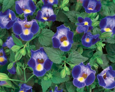 Proven Winners blue annuals