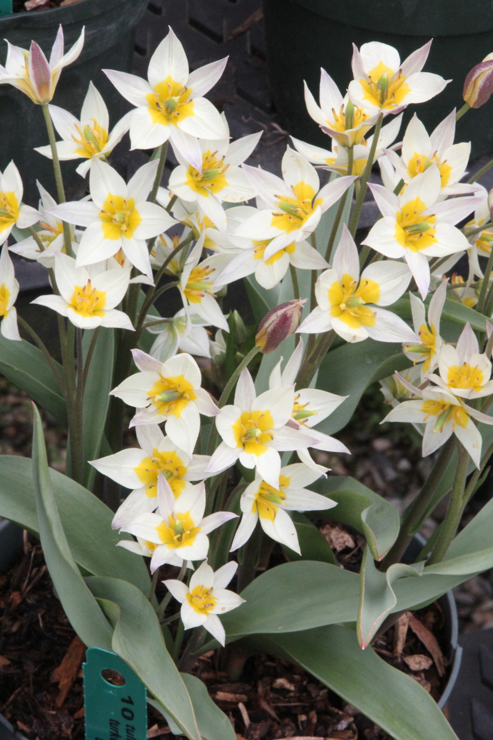 Bulb it for a Color Blasts in the Garden!