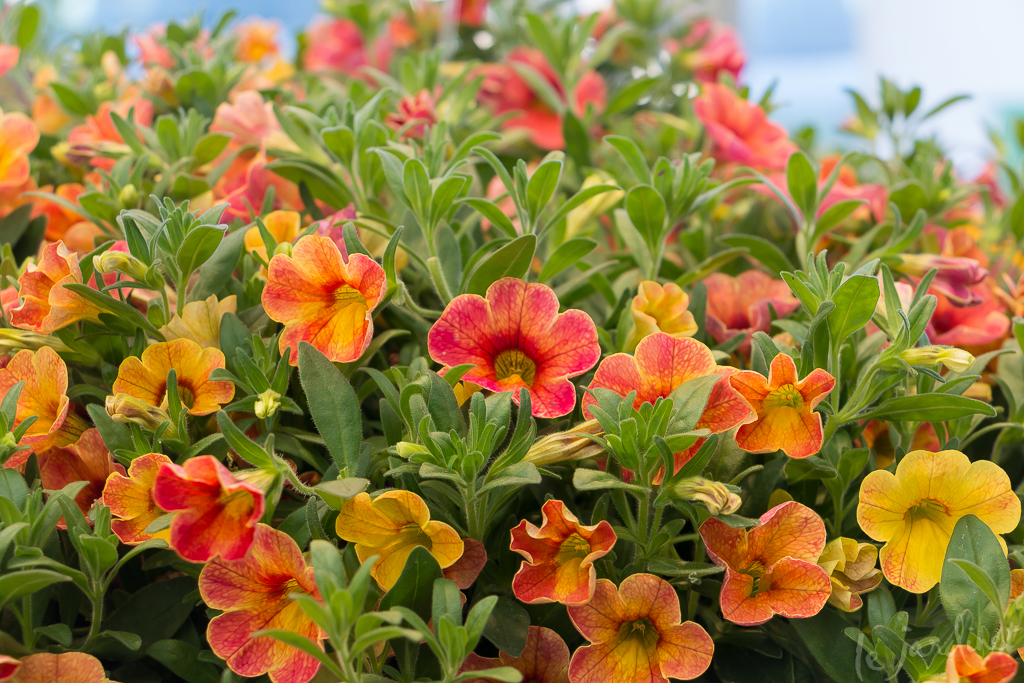 Some Exciting New Plants Coming down the Plant Pike - Perennially Yours