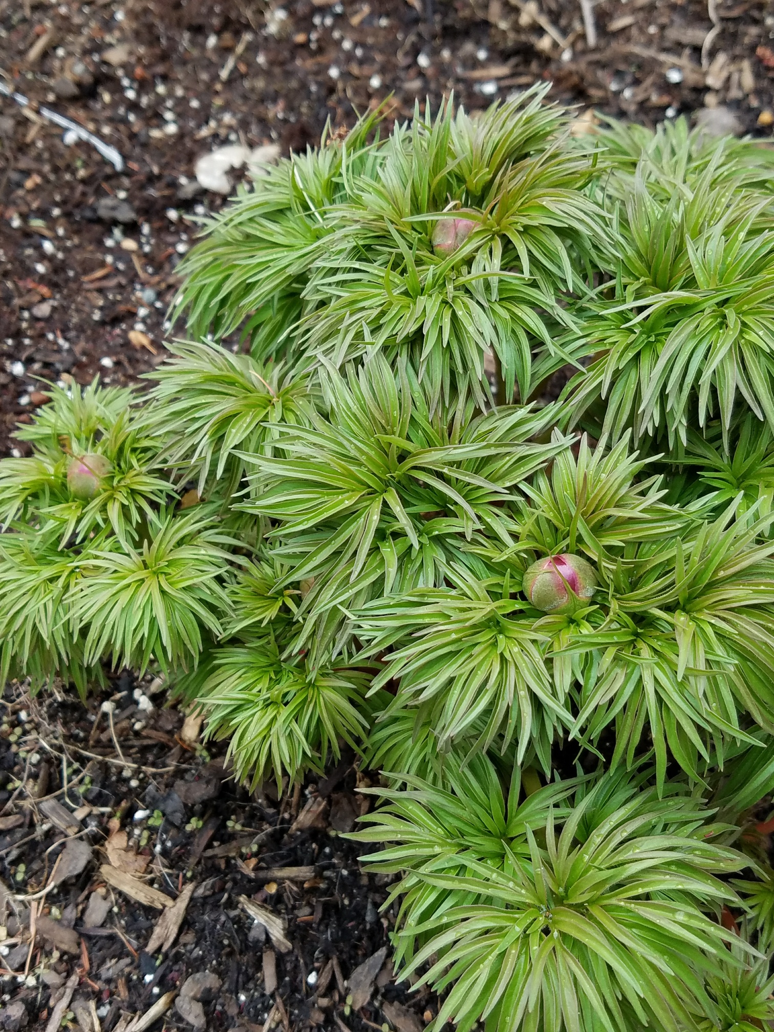 Fernleaf Peony - Perennially Yours