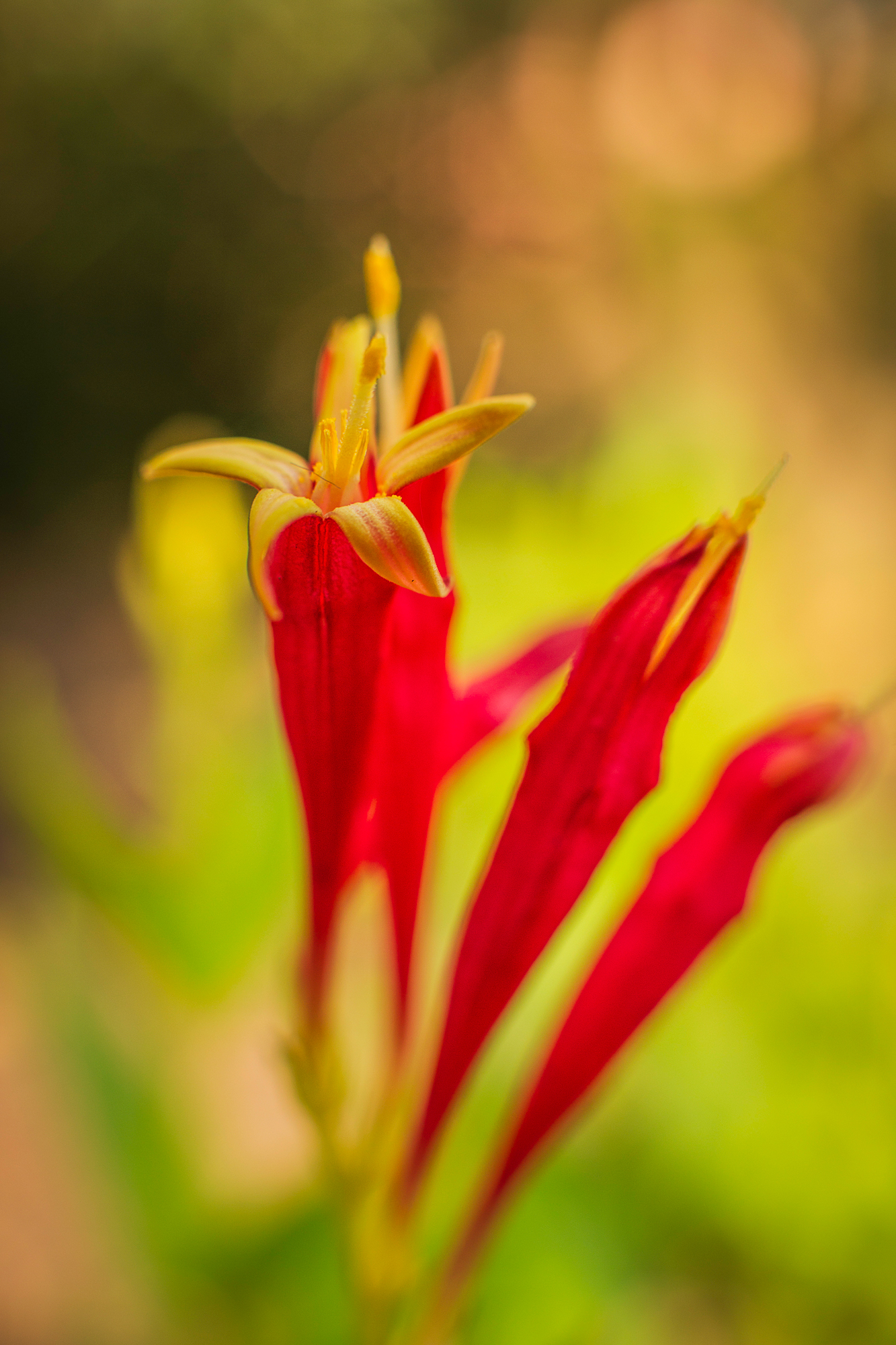 New 2023 Winter Flower Gardening Webinars Perennially Yours