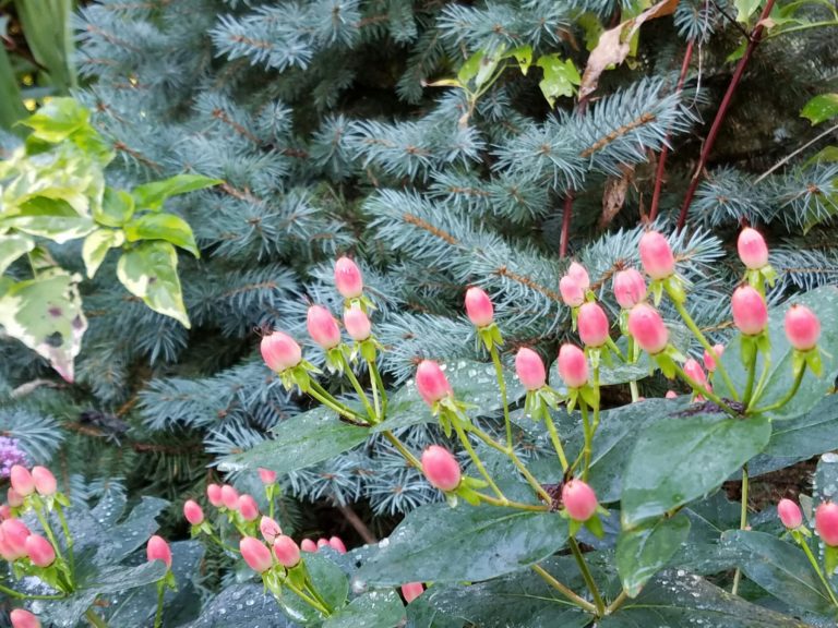 Featured Plants: Amazing Holly, Hypericum and Rhododendron ...