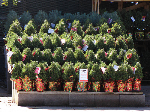 Rosemary Christmas Trees - Perennially Yours