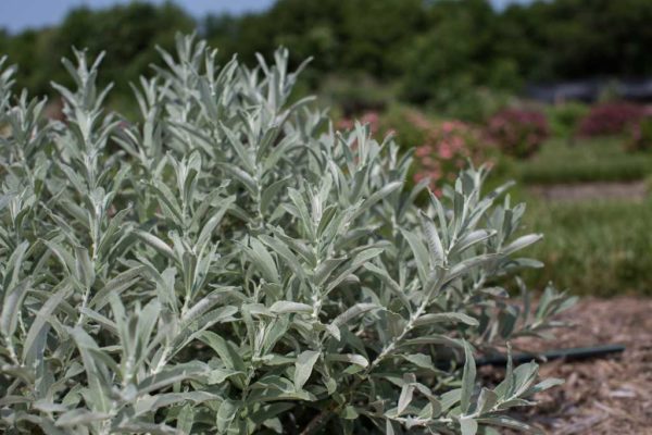 Salix candida 'Iceberg Alley' - Perennially Yours