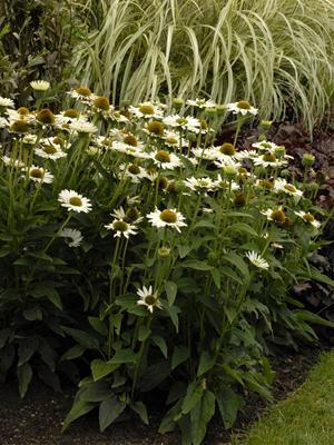 How to vave Shasta Daisies blooming spring thru fall
