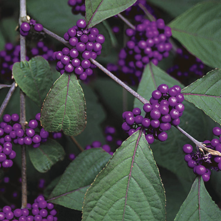 Eye-Popping Purple Berry Clusters - Perennially Yours