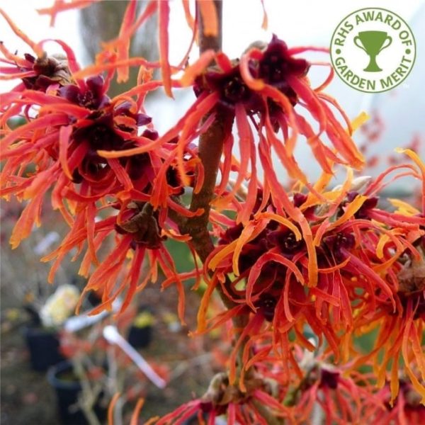 Featured Plants Peperomia and Witch Hazel - Perennially Yours